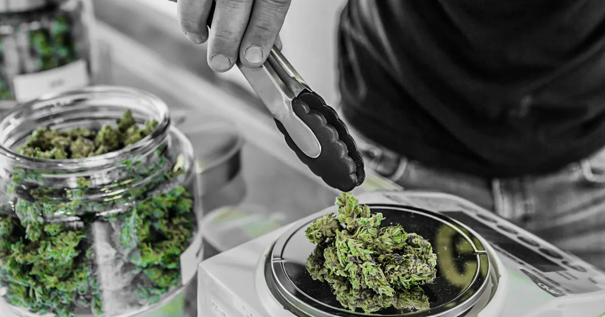 Legalizacja marihuany medycznej - POLSKO-UKRAIŃSKI PORTAL GOSPODARCZY